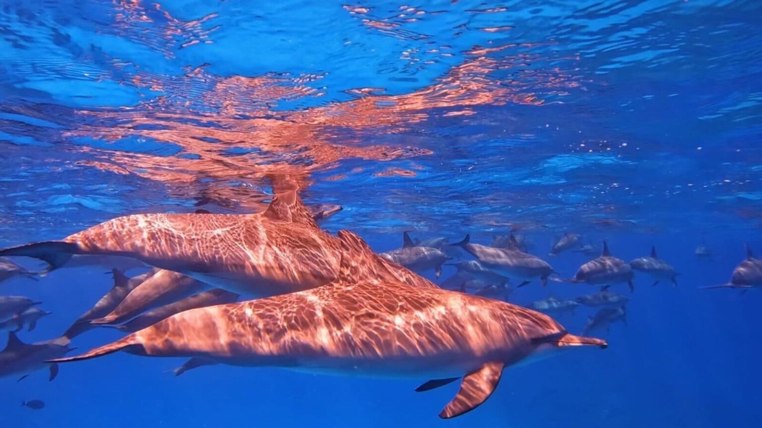 Dolphin House (Shaab Samadai) A Magical Red Sea Experience