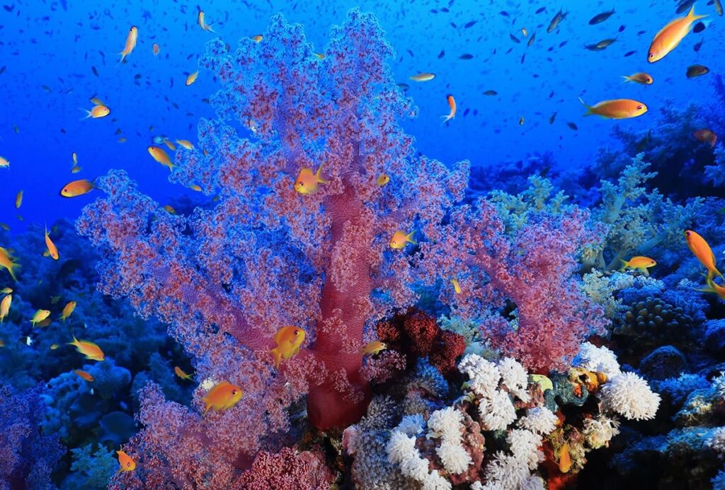 Elphinstone Reef, marsa alam – Marine Life, Topography & Tips
